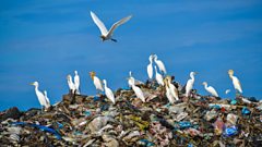 What happens when plastics get into the ocean? - KS2 Sustainability ...
