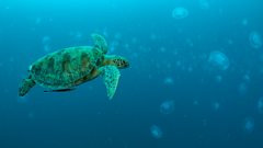 What happens when plastics get into the ocean? - KS2 Sustainability ...