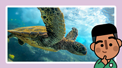 Oceans - KS1 - BBC Bitesize