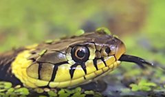 What are the different types of mammals? - BBC Teach