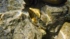 Which animals live in rock pools? - KS2 Sustainability (Humanities ...