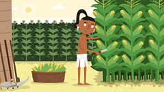 What foods did the Maya eat? - BBC Bitesize