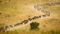 What is migration and why do some animals migrate? - KS2 Sustainability ...