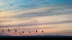 What is migration and why do some animals migrate? - KS2 Sustainability ...