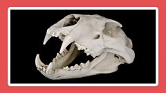 Teeth - BBC Bitesize