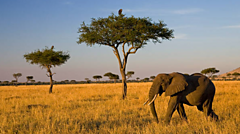 Biomes - BBC Bitesize