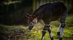 Poo at the zoo: How analysing poo can help animals - BBC Bitesize