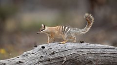 Six cute animals you've never heard of - BBC Bitesize