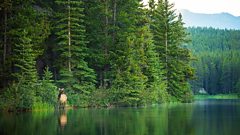 Global biomes - KS3 Geography - BBC Bitesize