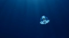 Do immortal animals exist? - BBC Bitesize