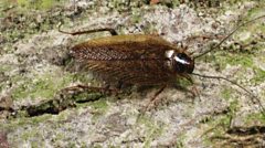 5 surprising insects that live in the UK - BBC Bitesize