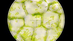 Cell biology - GCSE Biology (Single Science) - BBC Bitesize