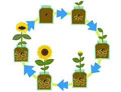 What is a life cycle? - EYFS - Reception - BBC Bitesize