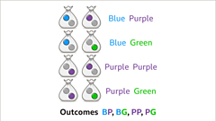 Probability of combined events - KS3 Maths - BBC Bitesize