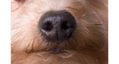 What is close-up photography? | KS2 | Primary - BBC Bitesize