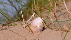 Let's go out... to a beach - BBC Bitesize