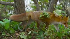 National 5 Biology questions - Ecosystems and energy - National 5 ...