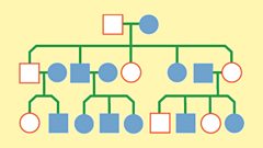 Inheritance, variation and evolution - GCSE Combined Science - BBC Bitesize