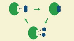 Key concepts in biology - GCSE Combined Science - BBC Bitesize