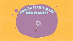 KS1 Science - Plants: How do plants grow? - BBC Teach