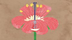 KS1 Science - Plants - BBC Teach