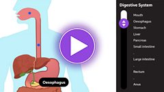 The structure of the digestive system - Nutrition, digestion and ...