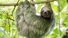 How do animals sleep? - BBC Bitesize