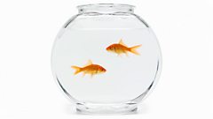 What is a structure? - KS1 - BBC Bitesize