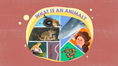 Animals - How do animals grow? - BBC Bitesize