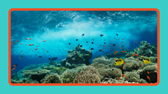 What is an ocean habitat? - KS1 Science curriculum - BBC Bitesize