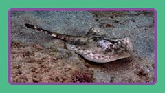 What are fish? KS1 Science curriculum - BBC Bitesize