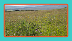 How human beings affect the environment – KS2 Science curriculum - BBC ...