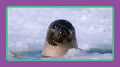 What is a habitat? - KS1 Science curriculum - BBC Bitesize