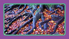 The structure of flowering plants - KS2 Science curriculum - BBC Bitesize