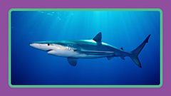 What are fish? KS1 Science curriculum - BBC Bitesize