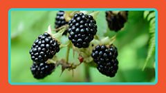 The life cycle of a plant - KS1 Science curriculum - BBC Bitesize