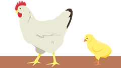 What are birds? KS1 Science curriculum - BBC Bitesize