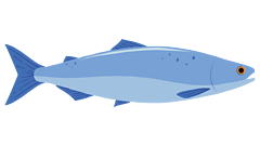 What are fish? KS1 Science curriculum - BBC Bitesize