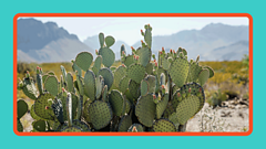 What is a desert habitat? – KS1 Science curriculum - BBC Bitesize