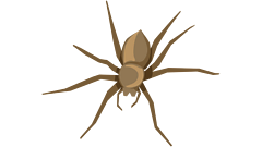 What are minibeasts? - KS1 Science curriculum - BBC Bitesize