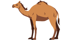 What do animals need to survive? - KS1 Science curriculum - BBC Bitesize