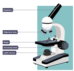 What is microscopy, size and magnification in GCSE Biology? - BBC Bitesize