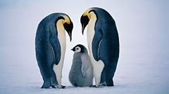 Meet the animals that live in the most extreme environments - BBC Bitesize