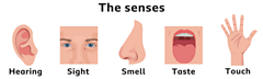 What are the senses? - KS1 Science curriculum - BBC Bitesize