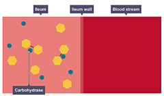 What is the role of enzymes in GCSE Biology? - BBC Bitesize