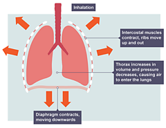 How does the respiratory system function in GCSE Biology? - BBC Bitesize