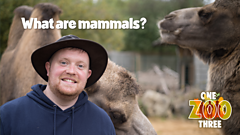 Animals including humans - KS1 Science - BBC Bitesize