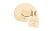 What does your skeleton do? – KS2 Science curriculum - BBC Bitesize