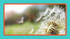 Pollination and seed spreading – KS2 Science curriculum - BBC Bitesize