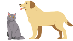 What are classification keys? – KS2 Science curriculum - BBC Bitesize